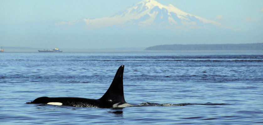 Orca Protection Act aims to protect Pacific Northwest’s iconic whales ...